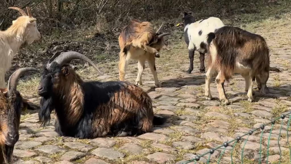 "Une solution plus douce": des boucs désherbent les mythiques pavés du ...