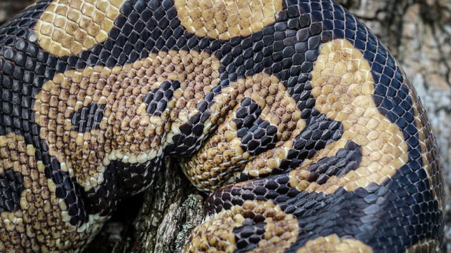 États-Unis: une femme retrouvée morte un python autour du cou dans une ...
