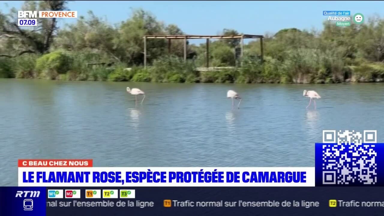 C beau chez nous: le flamant rose, espèce protégée de Camargue