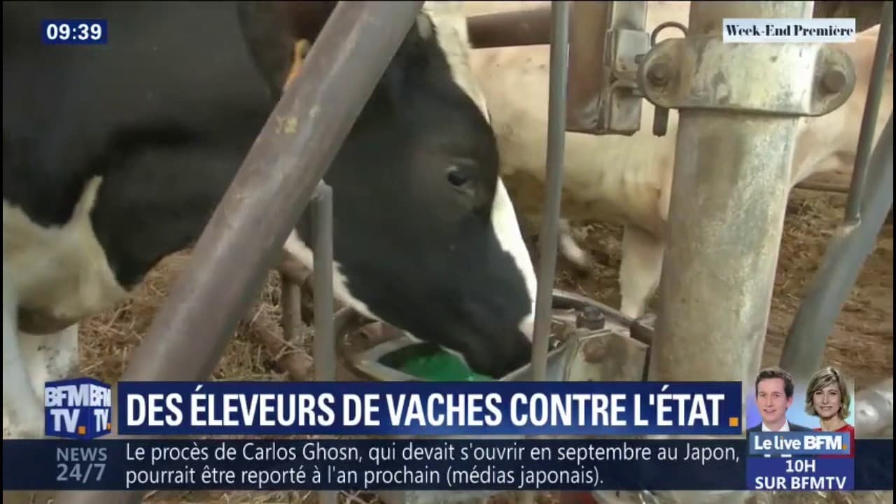 Quelle est la cause de la mort inexpliquée de plusieurs centaines de ... Quelle est la cause de la mort inexpliquée de plusieurs centaines de ...
