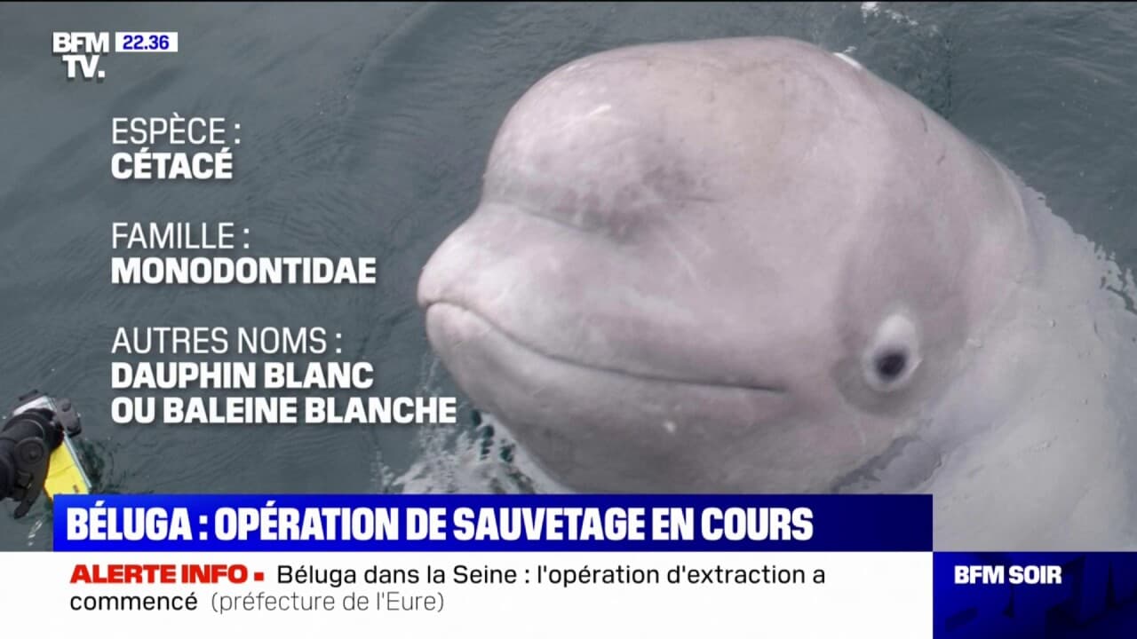 Qu'est-ce qu'un béluga?