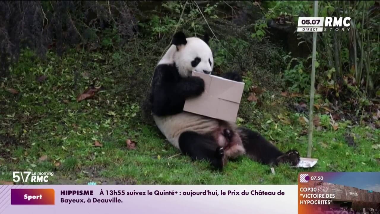 Les pandas, stars du Zoo de Beauval, rentrent chez eux, en Chine