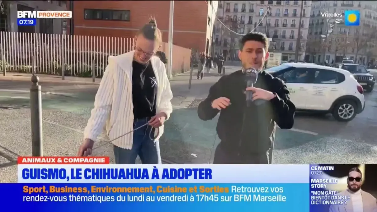 Animaux & compagnie: Guismo, le chihuahua à adopter