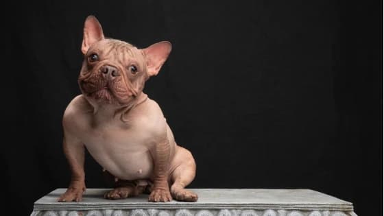 Découvrez Pétunia, une femelle bouledogue français sans poil, élue ...