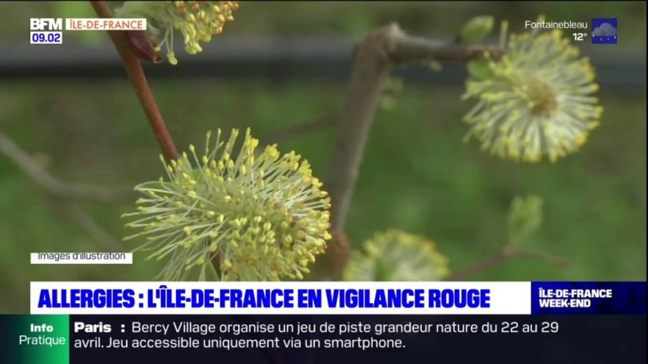 Allergie au pollen: l'Île-de-France placée en alerte rouge