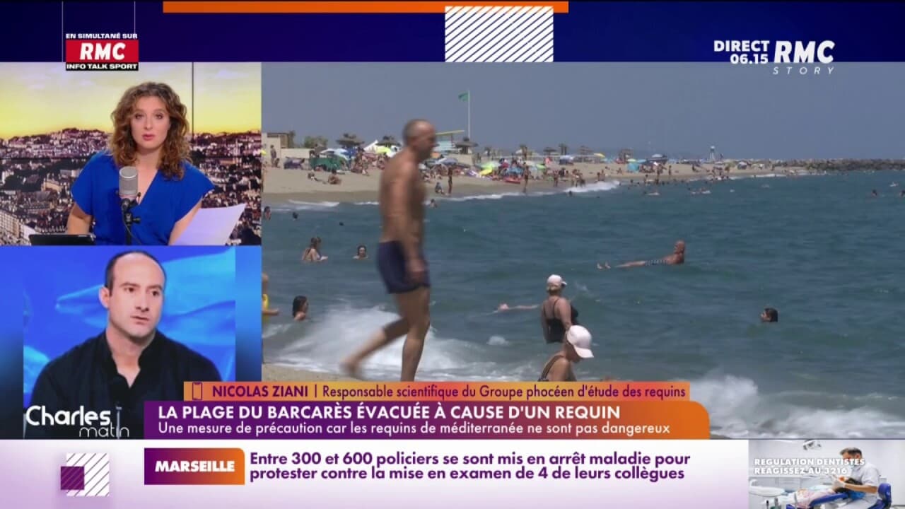 Ziani : "Au Barcarès, c'était un requin bleu, qui vient fréquemment ...