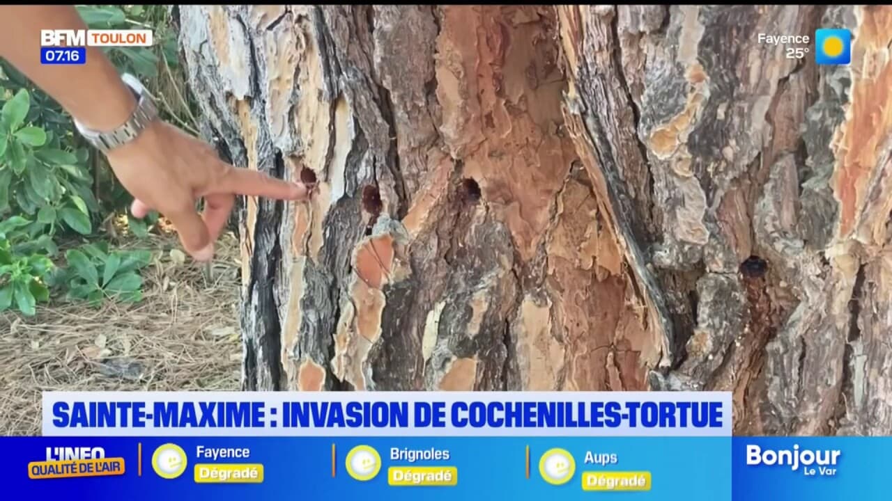 Var: les pins parasols de Sainte-Maxime envahis par les cochenilles-tortues