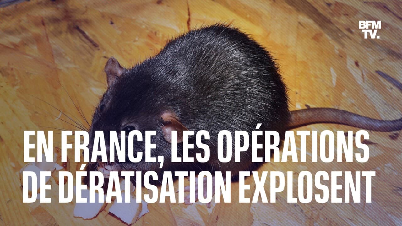 Y a-t-il de plus en plus de rats en ville