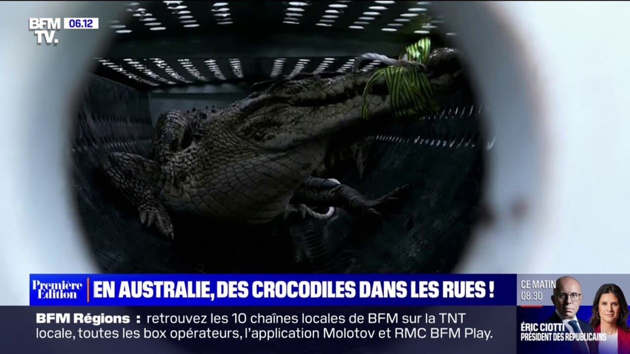 Inondations en Australie: des crocodiles aperçus dans les rues à cause ...