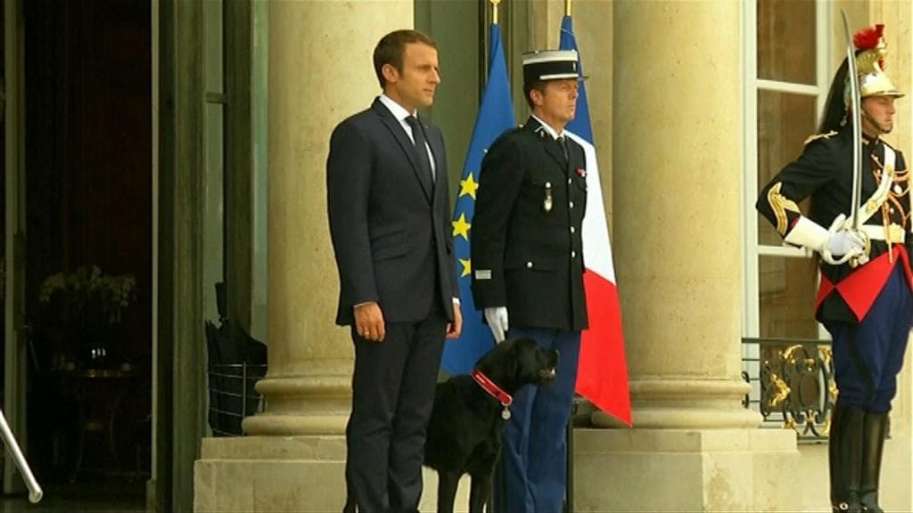 Nemo, le chien d'Emmanuel Macron, "qui, pour la petite histoire, a été ...