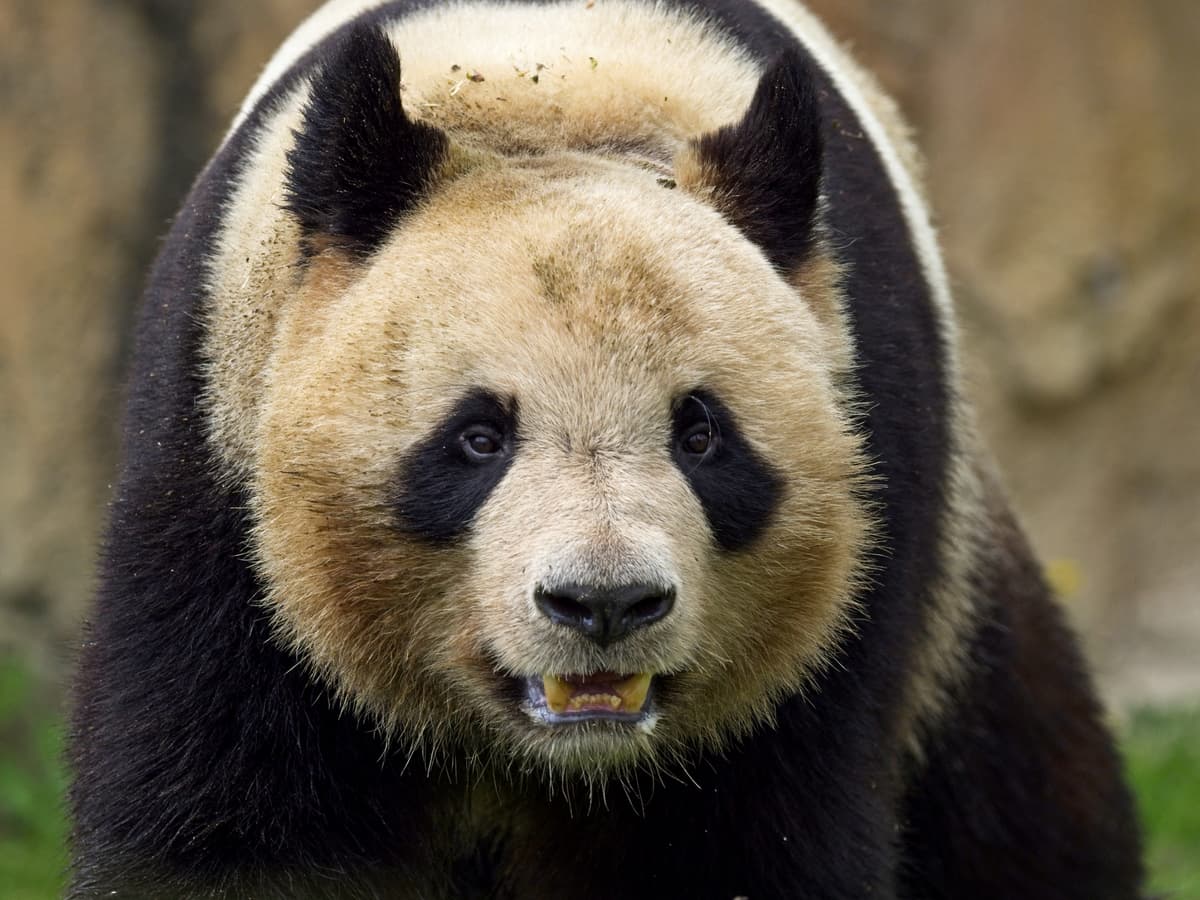Yuan Meng, le premier panda né en France, s'envole pour la Chine ce mardi