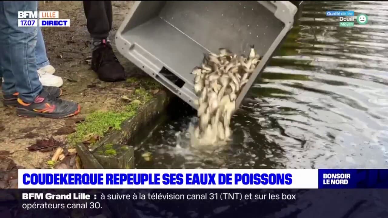 Coudekerque repeuple ses eaux de poissons
