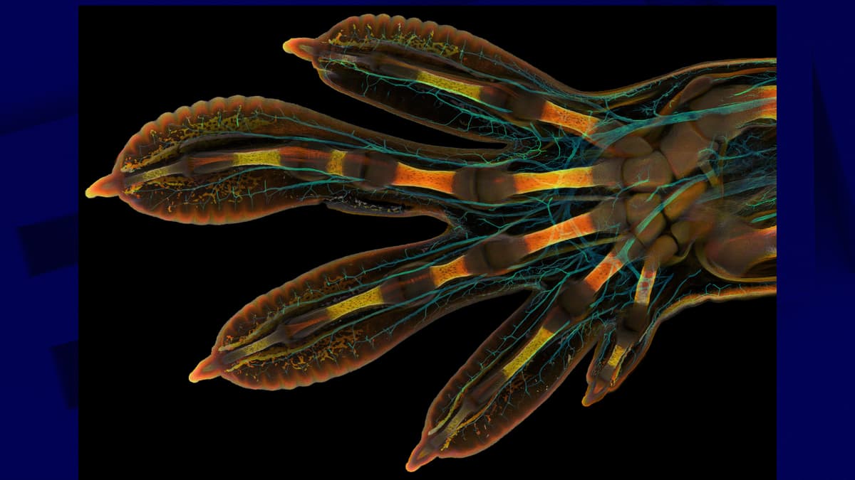 Une impressionnante et monstrueuse image d'une fourmi au microscope ...