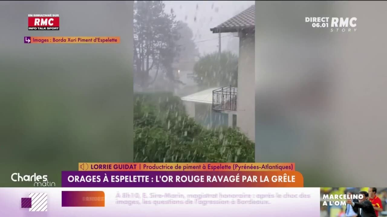 Orages à Espelette: l'"or rouge" rouge ravagé par la grêle