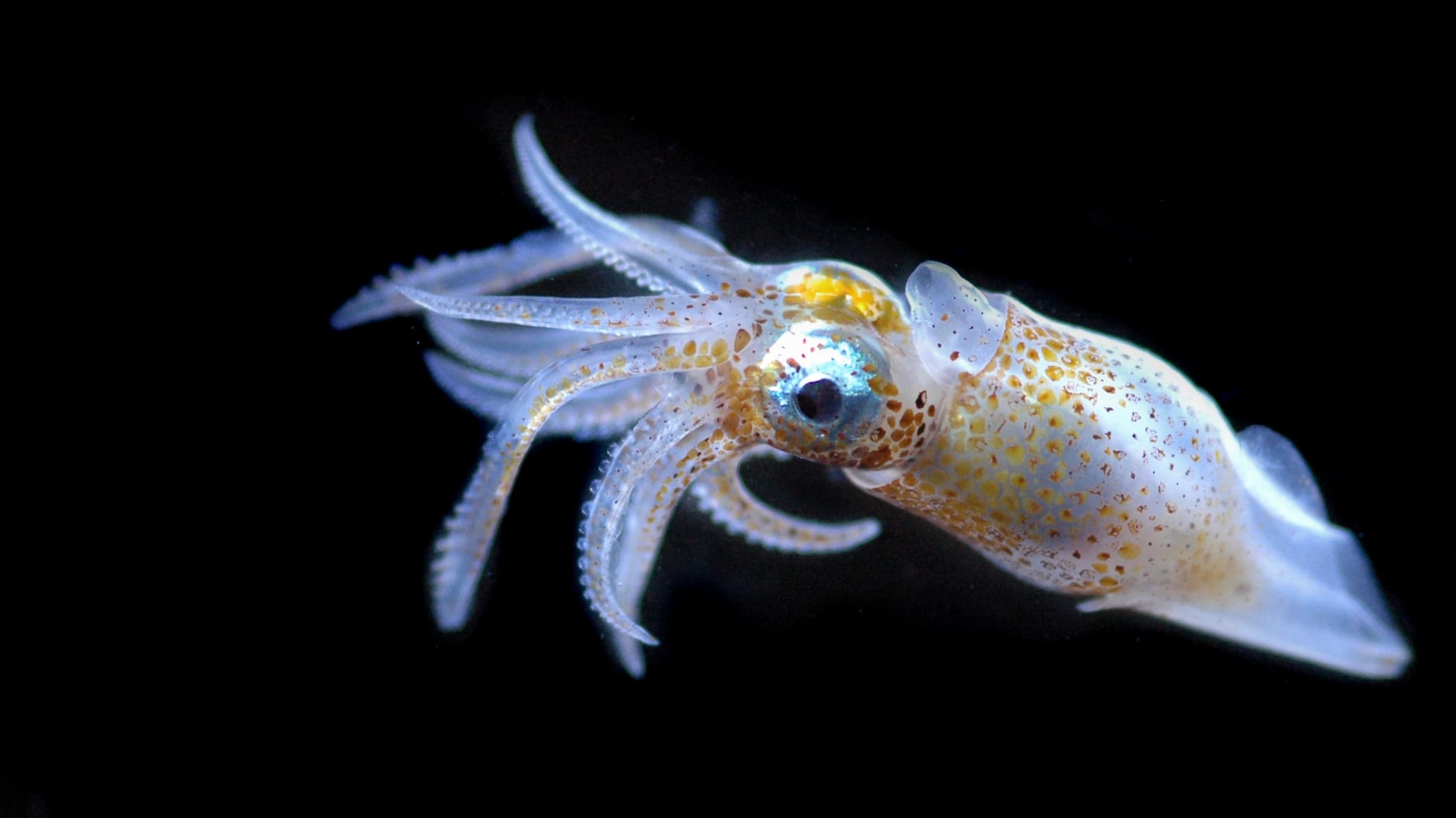 L'expédition Tara livre ses découvertes sur le plancton, un écosystème ...