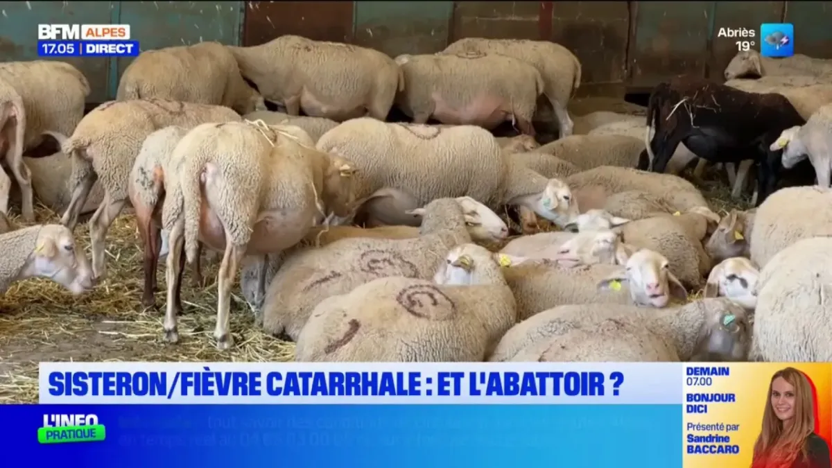 Sisteron: quel impact de la fièvre catarrhale sur l'abattoir ovin?