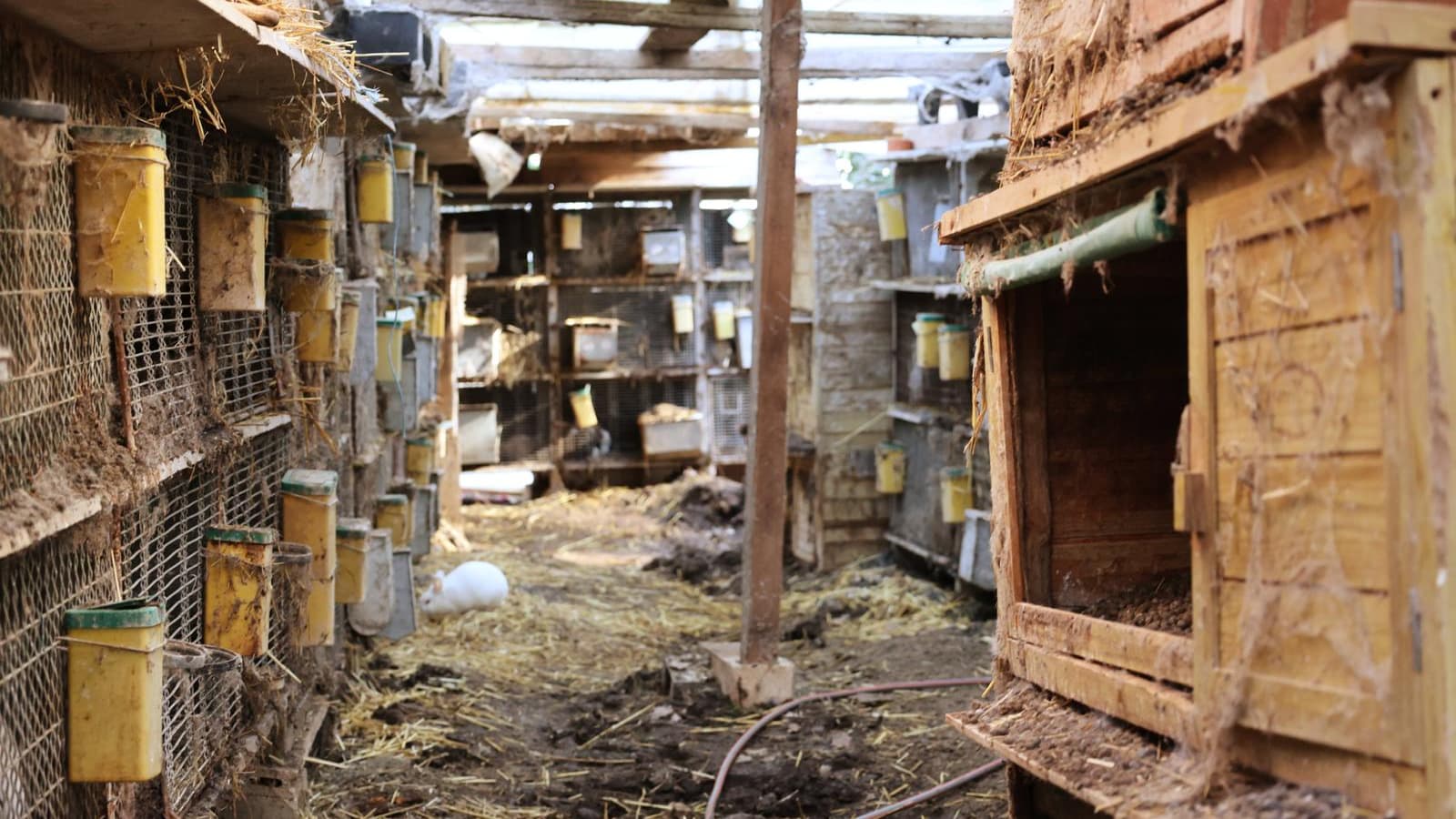 Plus de 820 animaux sauvés: un élevage clandestin démantelé dans le Var