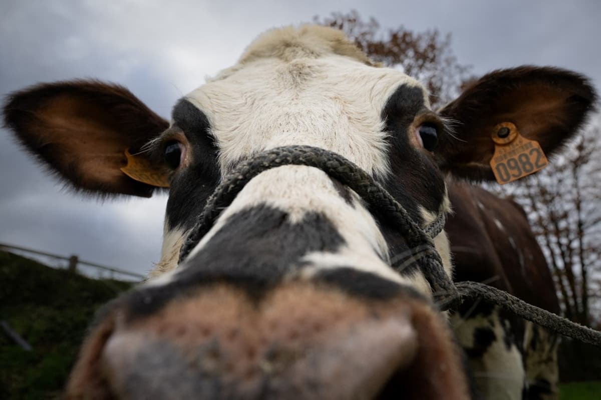 Qui est Oreillette, l'égérie du Salon de l'Agriculture 2024?