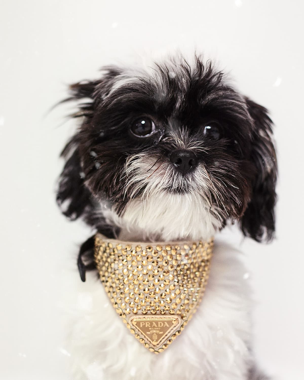 Six accessoires de luxe pour chiens et chats