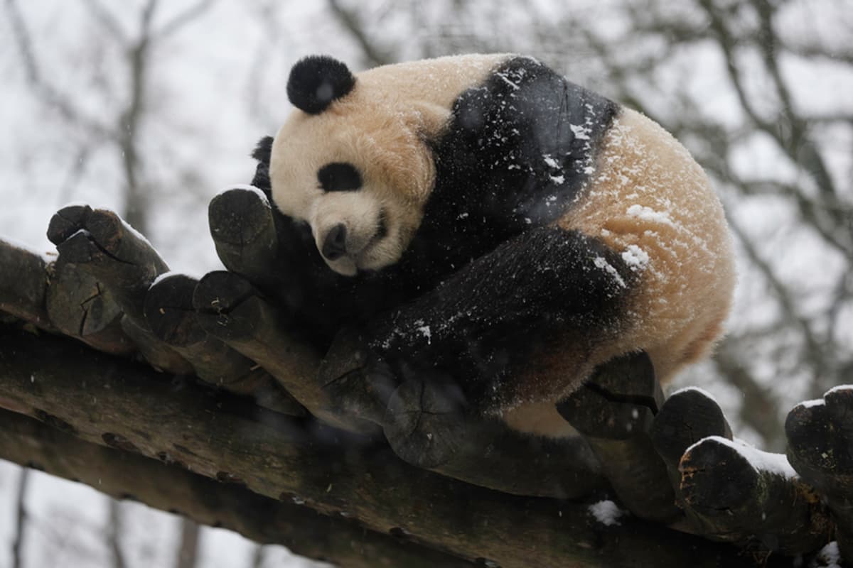 Pandas, tigres... Les images d'animaux qui profitent de la neige dans ...