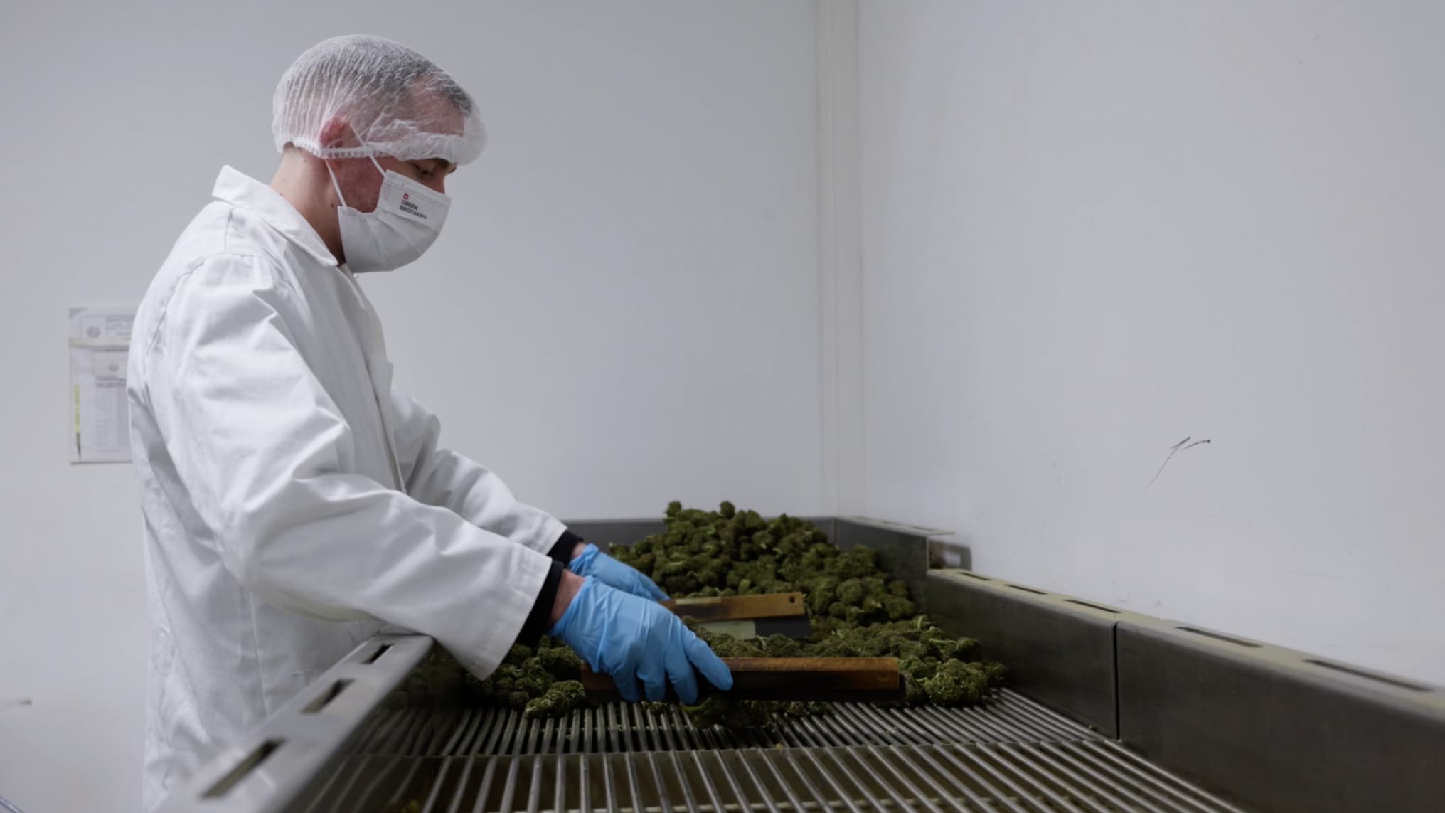 Green Brothers : expert, producteur et grossiste de CBD