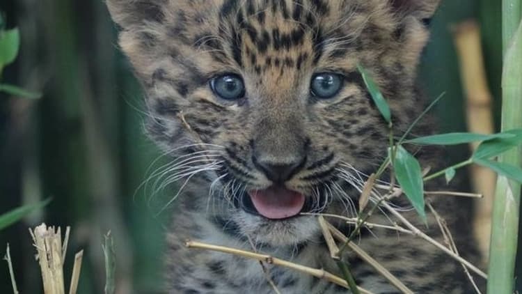 Paris: rare naissance d'un bébé panthère de Chine au Jardin des Plantes