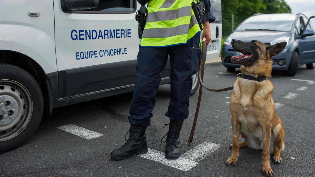 Assauts du RAID : le rôle essentiel des chiens policiers