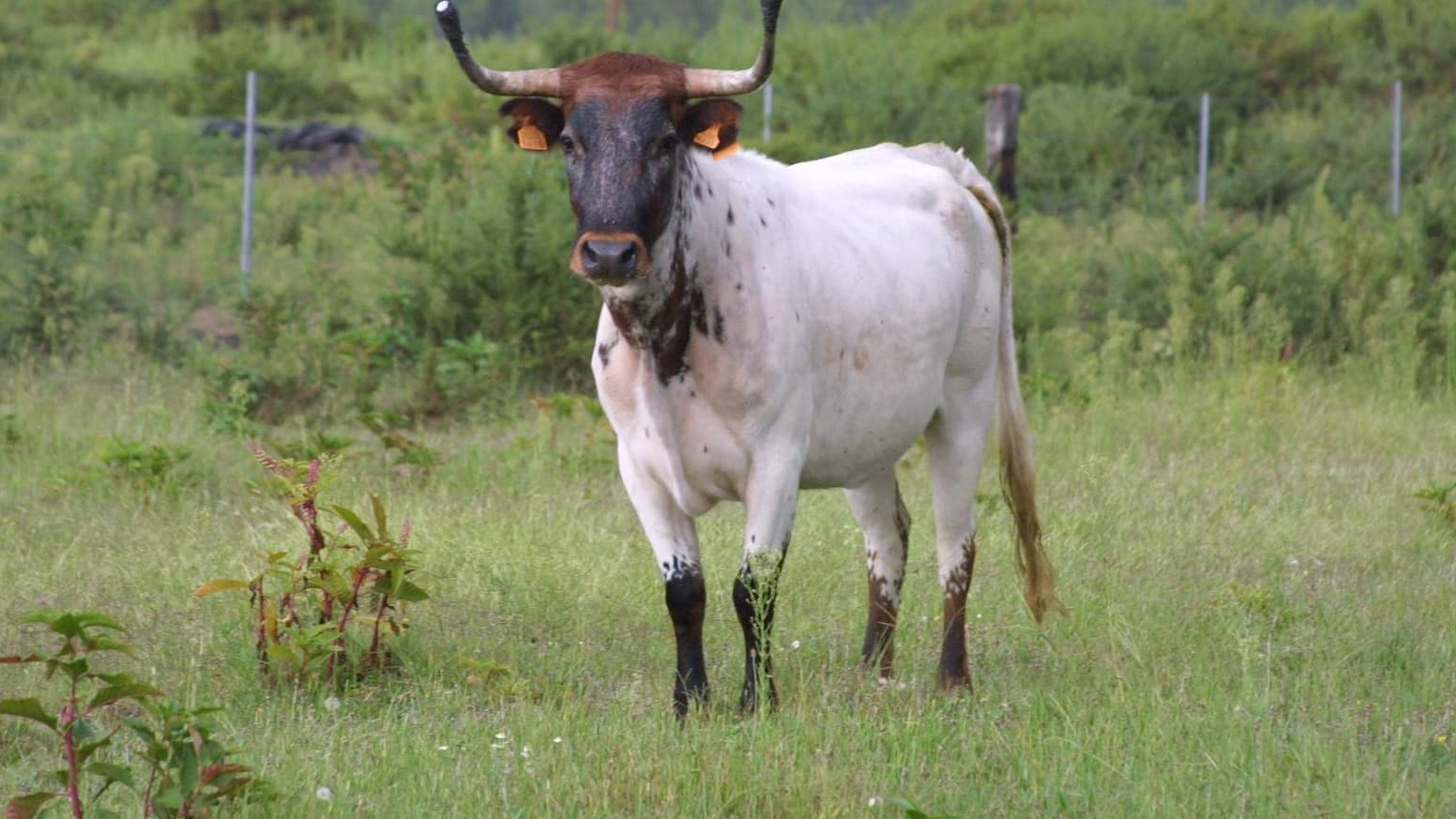Rosa, la vachette star de l'émission "Intervilles", est morte