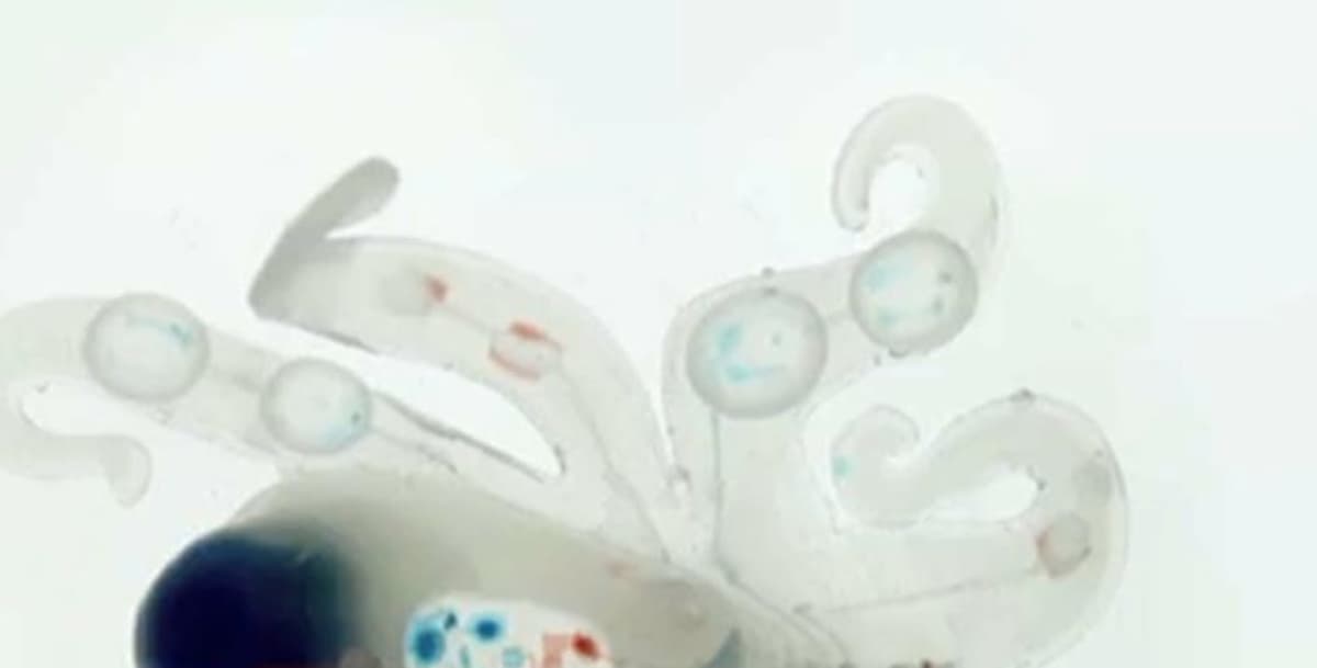 Voici Octobot, le premier robot mou et autonome de l'histoire