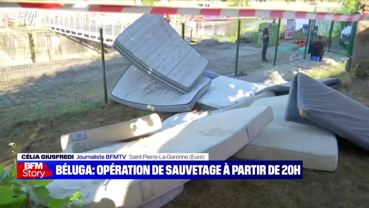 Story 6 : Opération de sauvetage du béluga à partir de 20h – 09/08