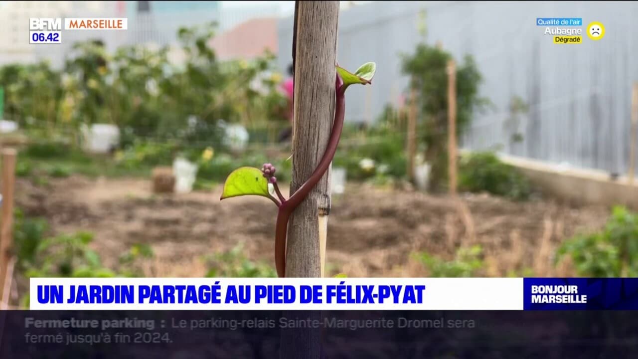 Marseille: un jardin partagé pour les habitants de Félix-Pyat