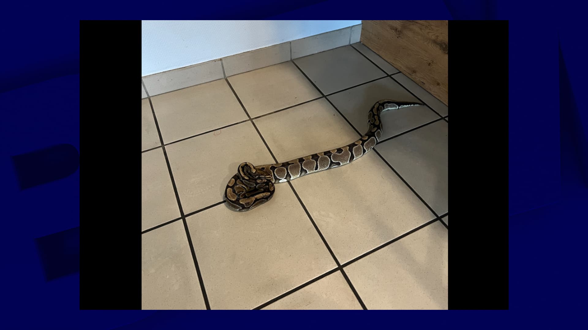 "J'avais peur qu'il entre": elle se retrouve face à un python de plus d ...