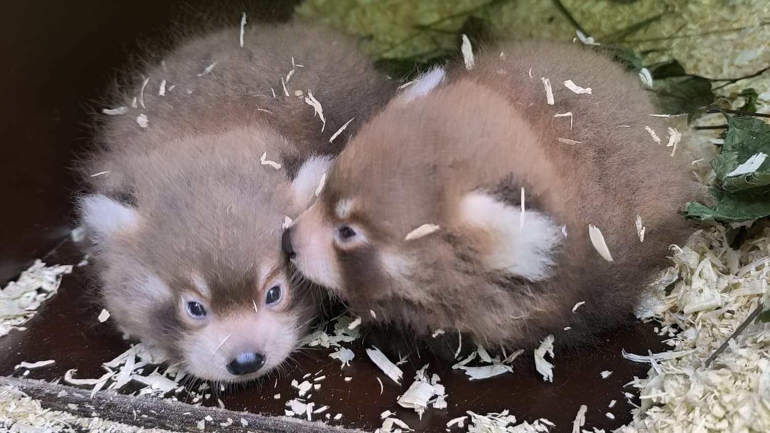 "Un petit miracle": deux adorables pandas roux sont nés dans un parc ...