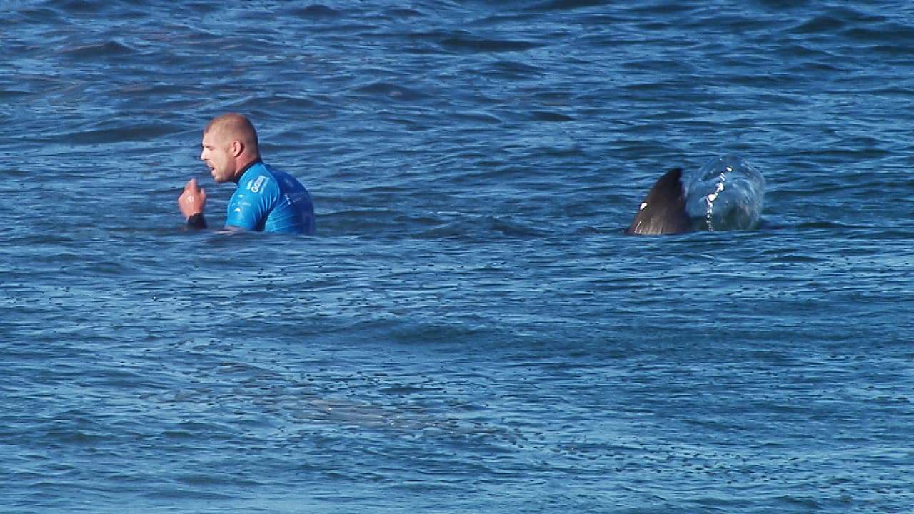 Australie: un requin bondit sur la planche d'un surfeur