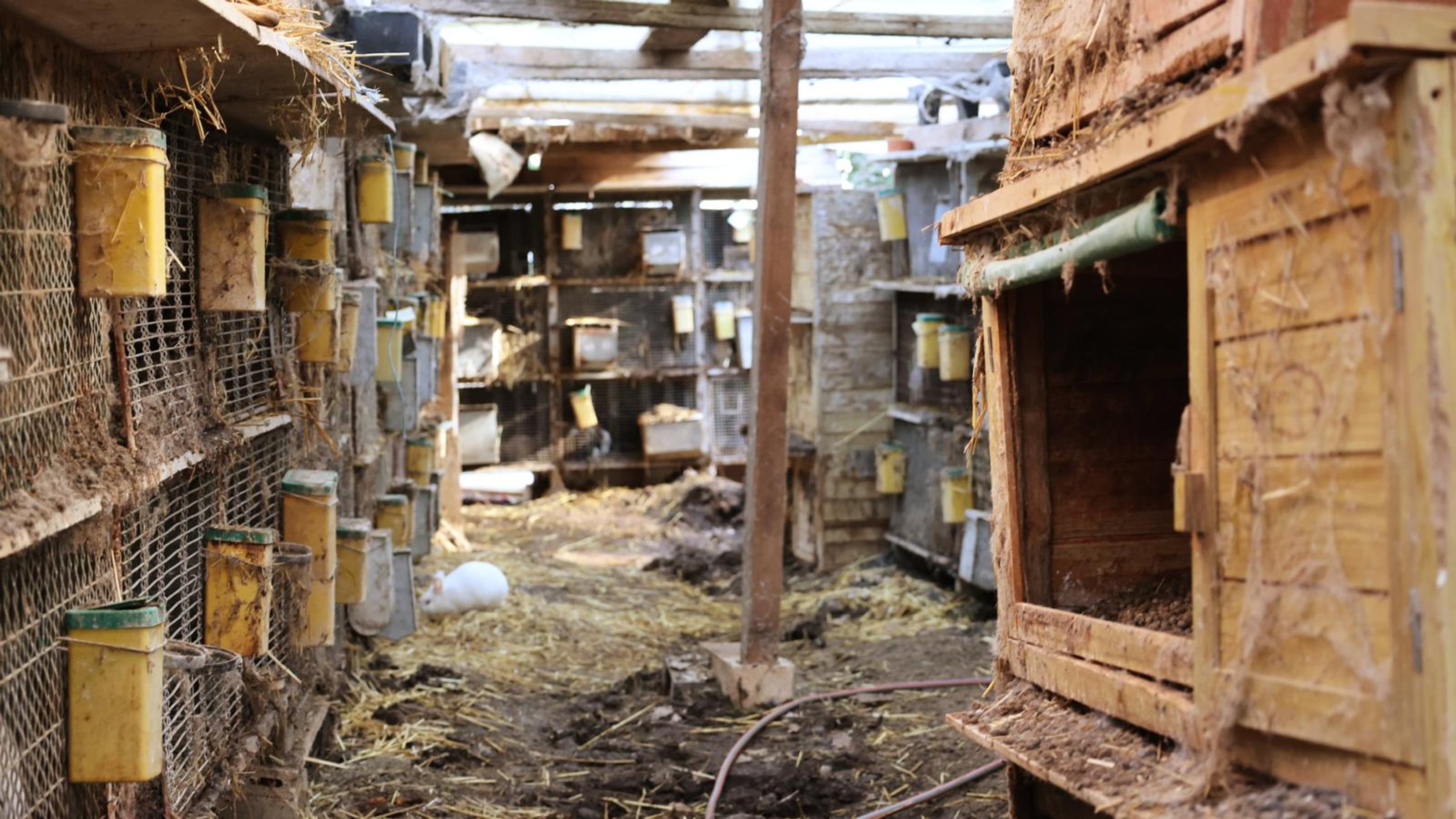 Plus de 820 animaux sauvés: un élevage clandestin démantelé dans le Var