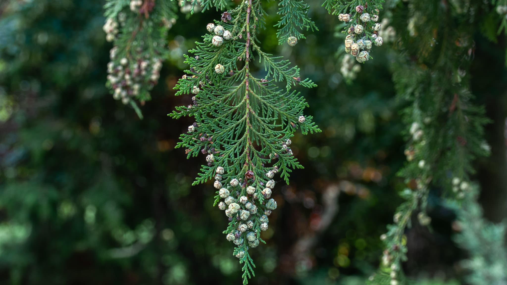 Alerte rouge aux pollens: en plein mois de février, le risque est déjà ...