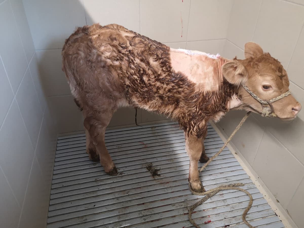 Aveyron: un veau naît avec six pattes, un cas rarissime