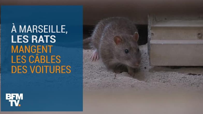 Panne de voiture à Marseille? Oui, les rats s'attaquent bien aux véhicules