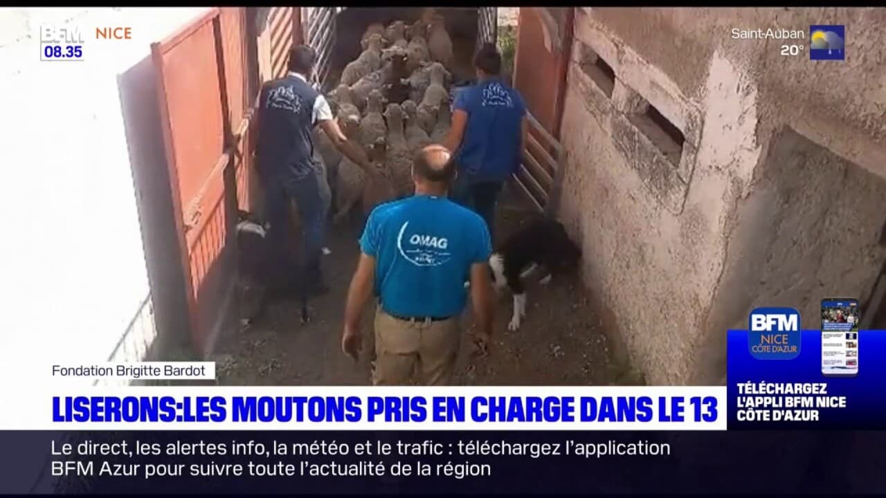 Moutons retrouvés dans un appartement aux Liserons: les moutons pris en charge par la fondation ...
