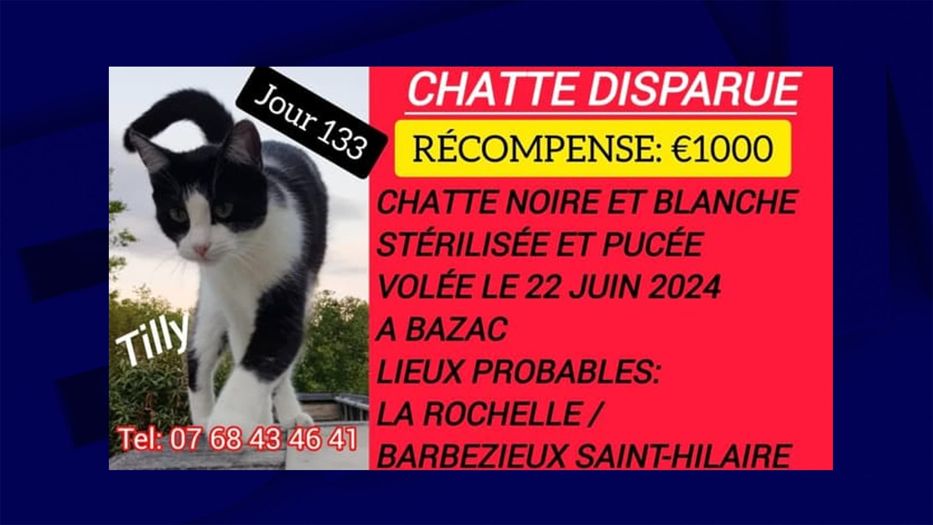 Charente: elle offre 1.000 euros à celui qui lui ramènera son chat