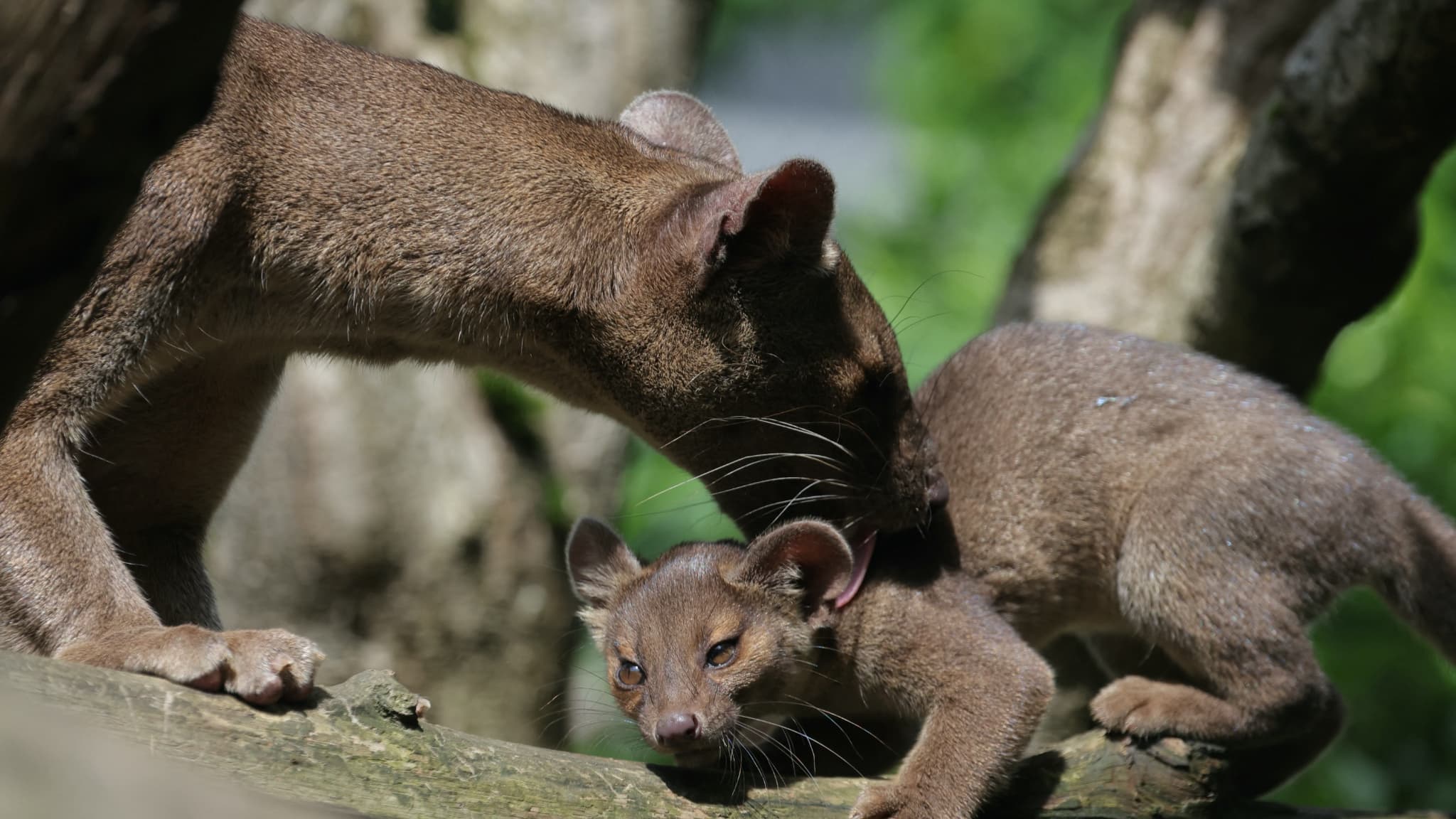 Les images des premiers pas de trois bébés fossas, espèce vulnérable de ...