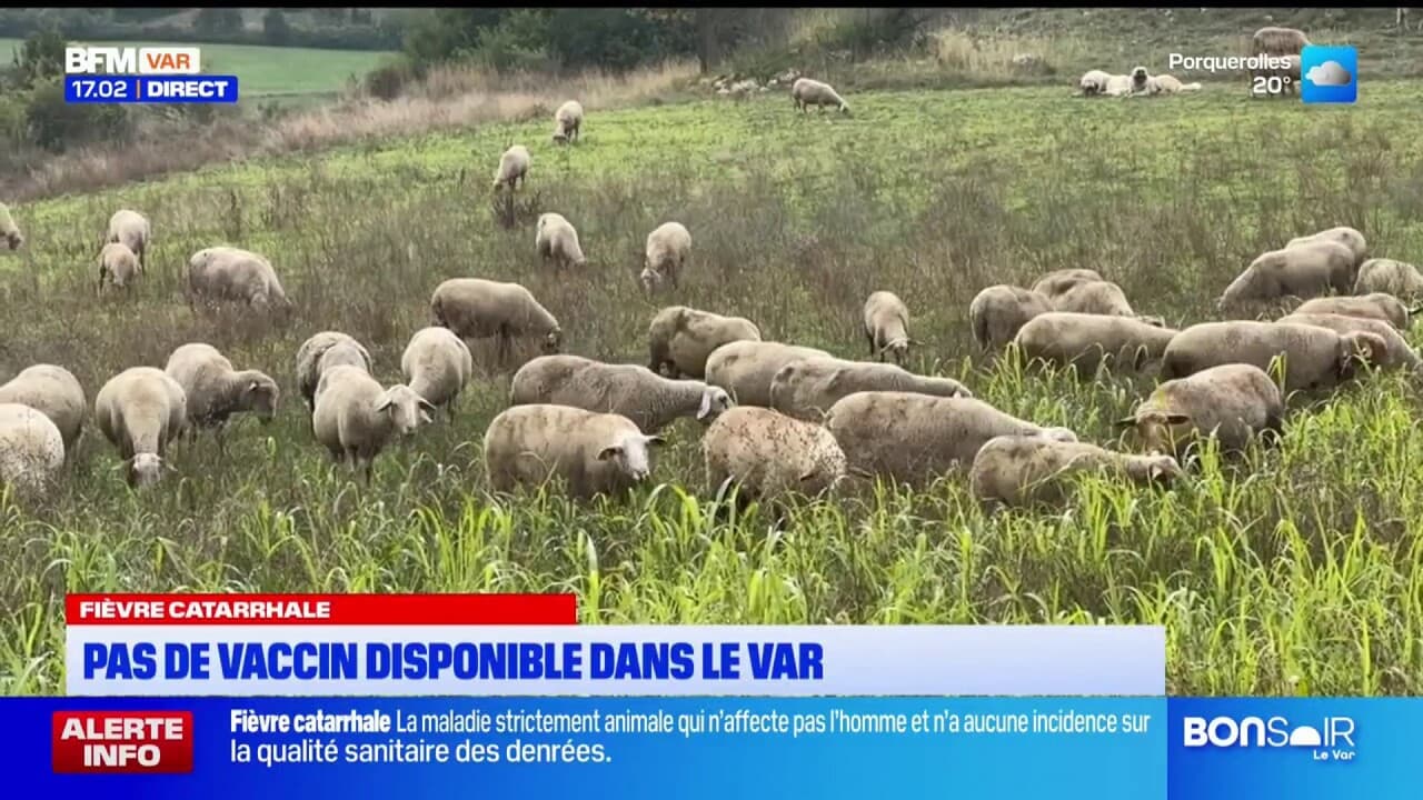 Var: un foyer de fièvre catarrhale ovine détecté au niveau de Comps-sur ...