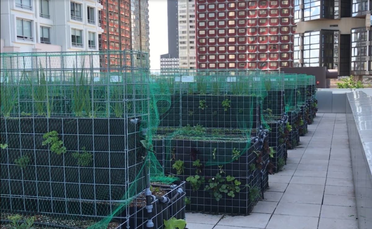 Un potager urbain futuriste s'installe sur un toit de Paris
