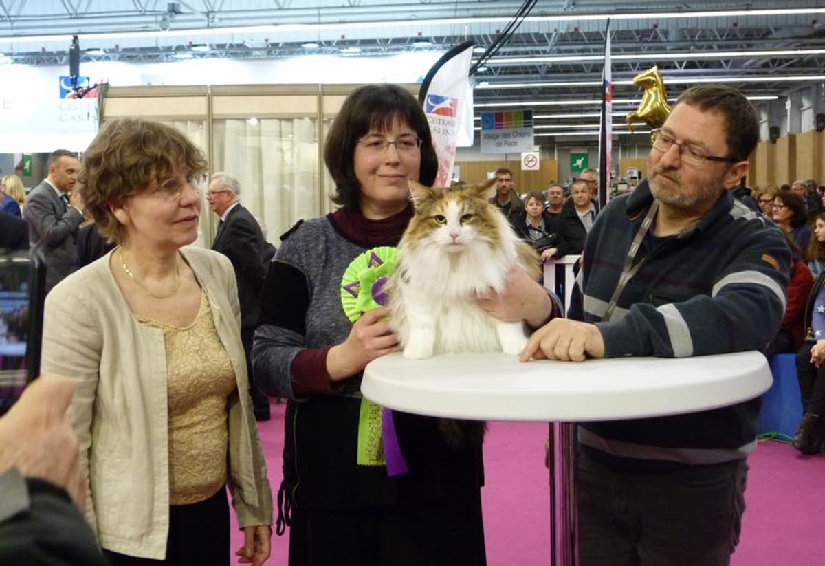 Il a été désigné le plus beau chat de France