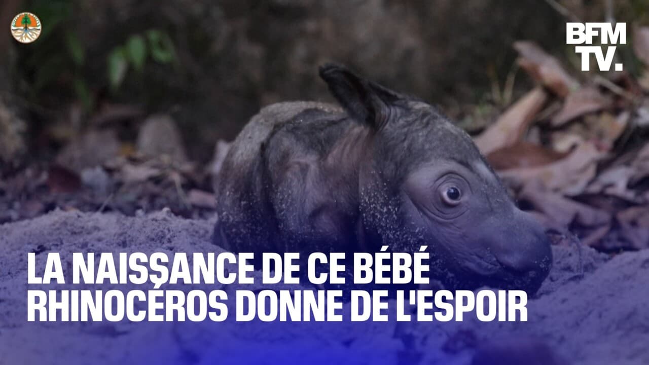 La naissance de ce bébé rhinocéros est une bonne nouvelle pour l'espèce ...