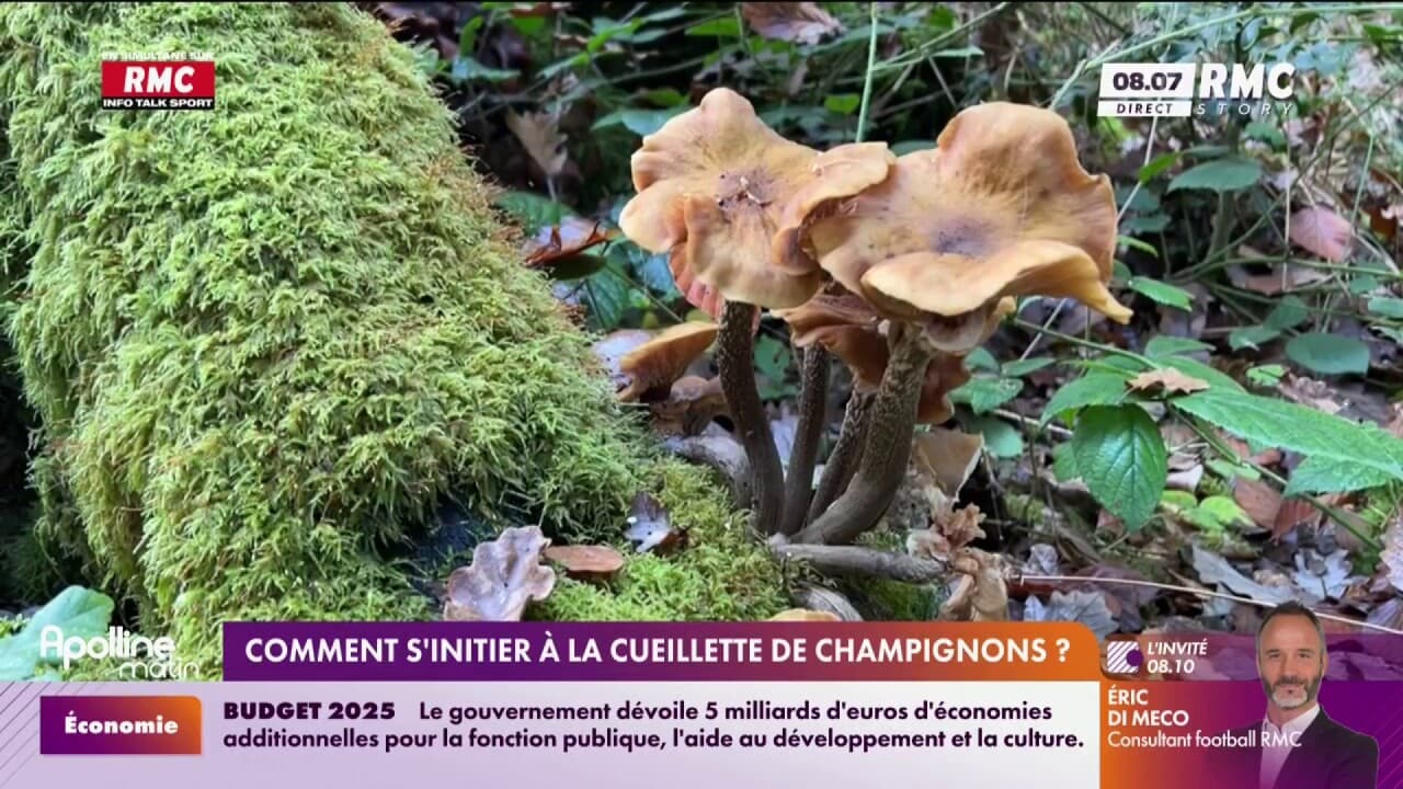 Comment s'initier à la cueillette de champignons?