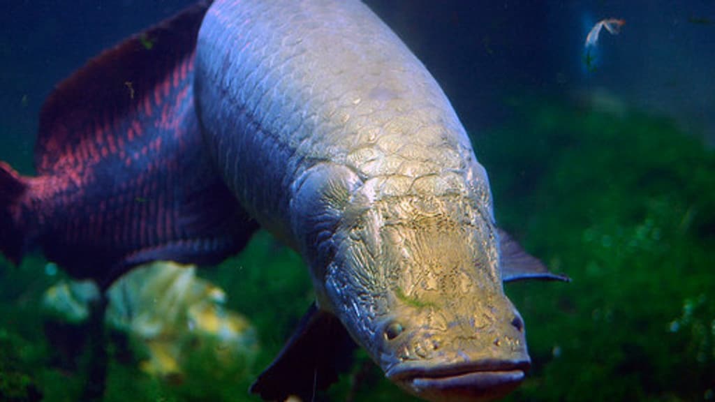 L'arapaima: un poisson amazonien doté d'une armure