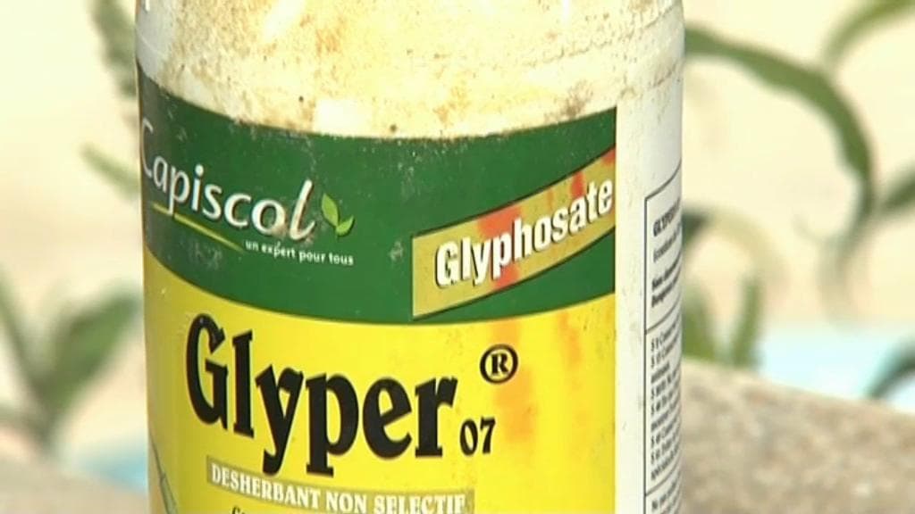 Qu’est-ce que le glyphosate, cet herbicide omniprésent dans nos céréales?