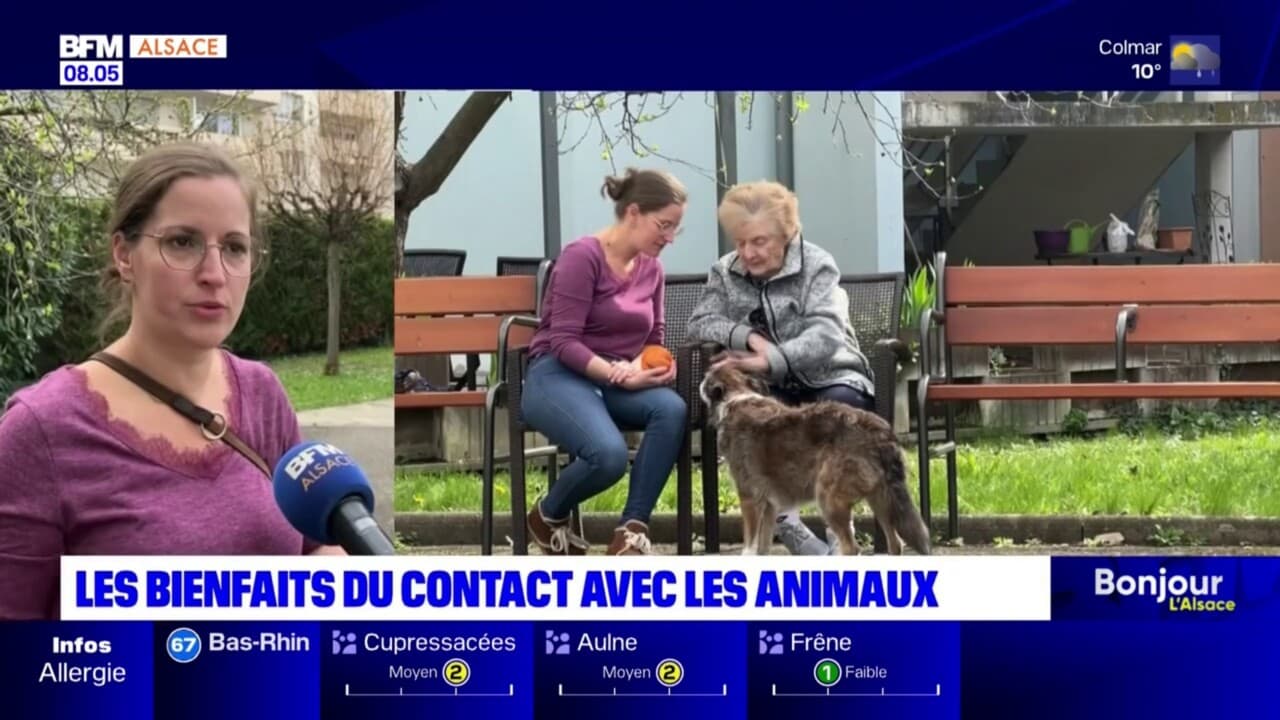 Alsace: les bienfaits du contact avec les animaux