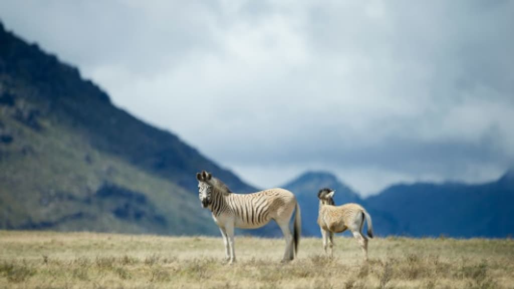 Découvrez le "quagga", cet animal ressuscité par la science 133 ans ...